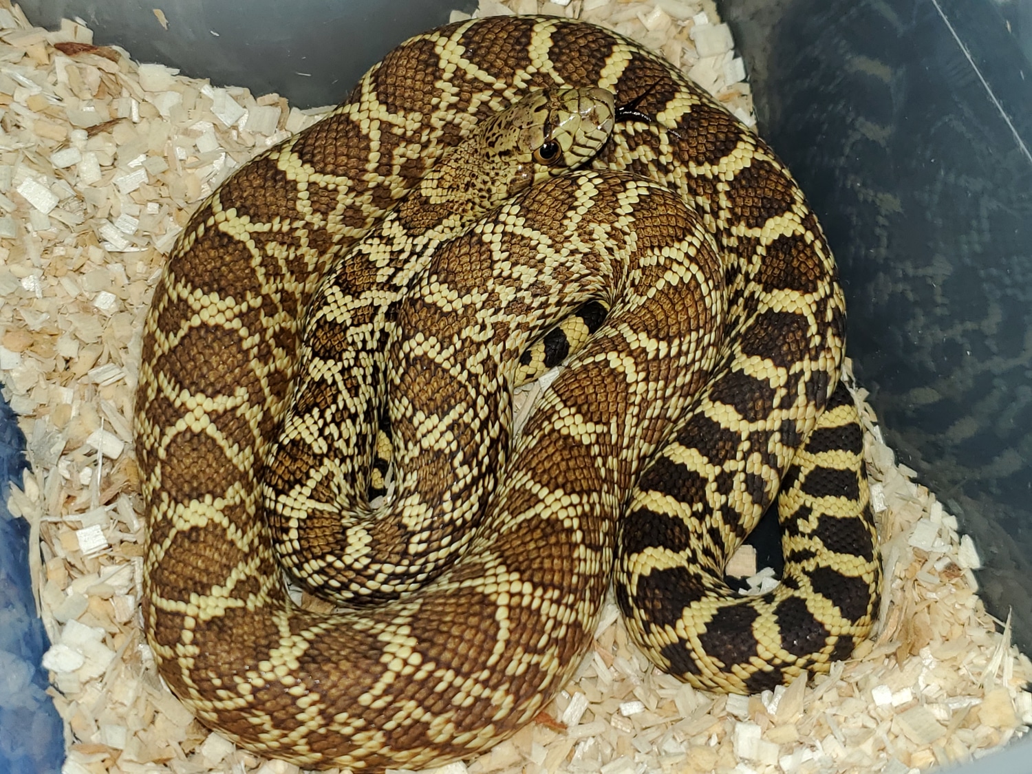 Het Trumbower Hypo And Whitesided Bullsnake by Living legless reptiles ...