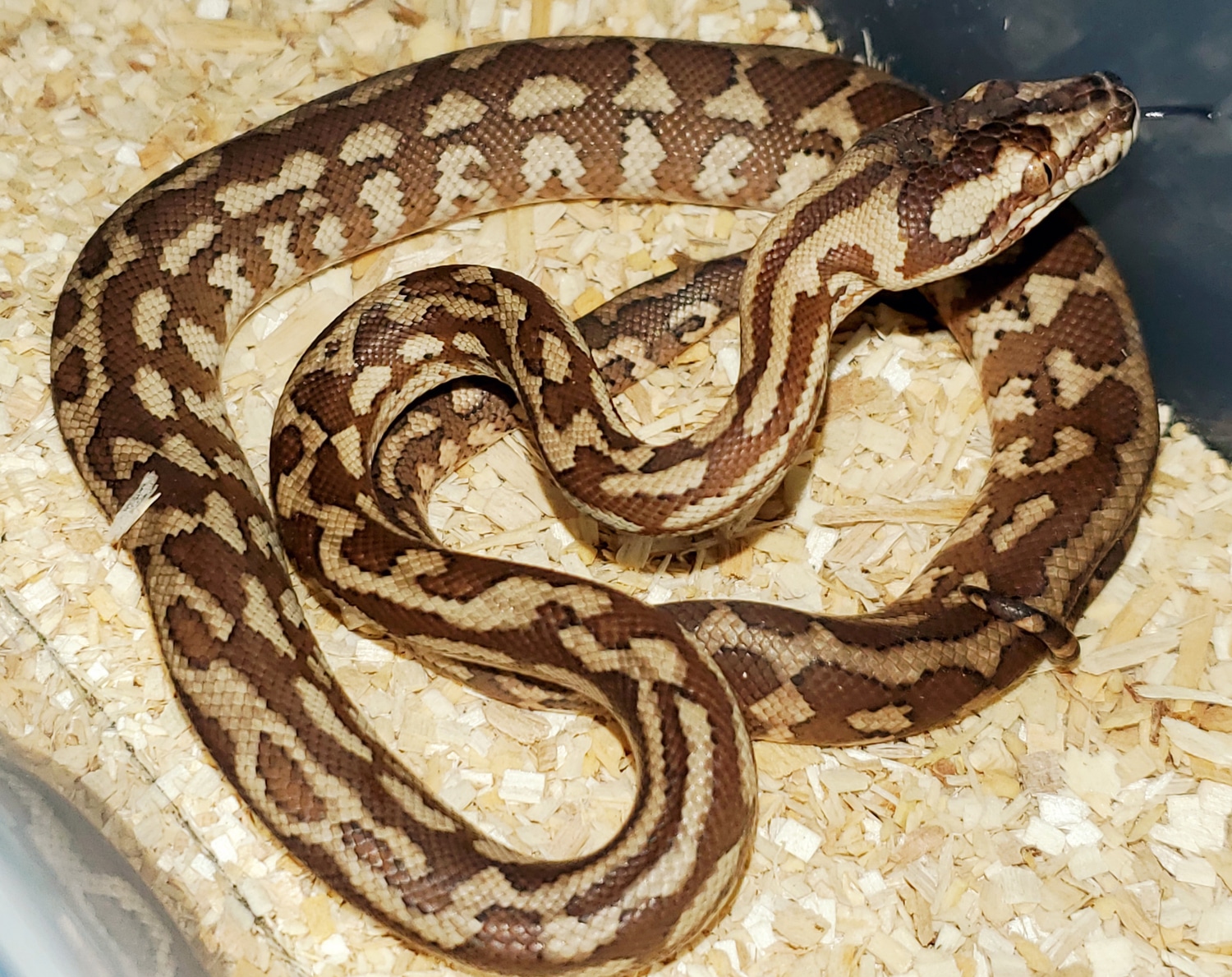 Striped Caramel Coastal Carpet Python by Living legless reptiles ...
