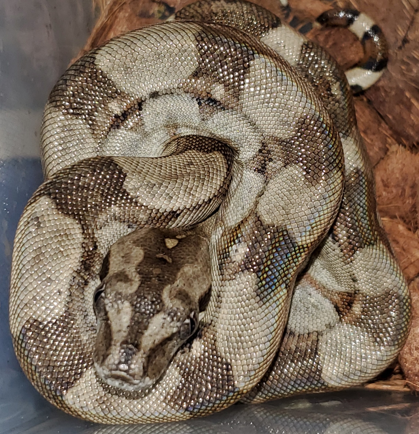 Peruvian Long-tailed Boa Constrictor by Living legless reptiles ...