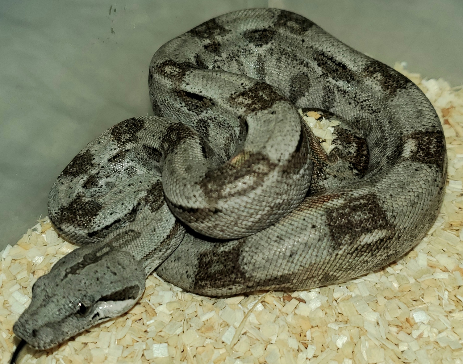 Crawl Cay Boa Boa Constrictor by Living legless reptiles - MorphMarket