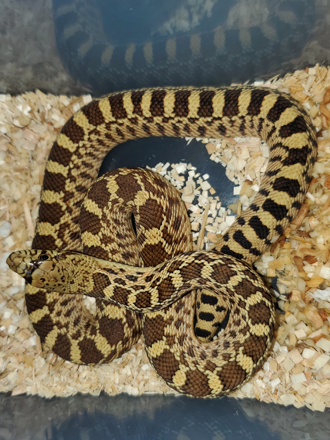 100%het Stillwater Hypo/miami Axanthic Bullsnake by Living legless ...