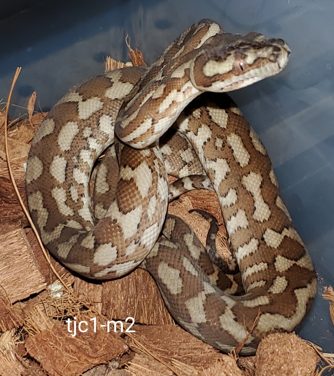 Caramel Coastal Carpet Python by Living legless reptiles - MorphMarket