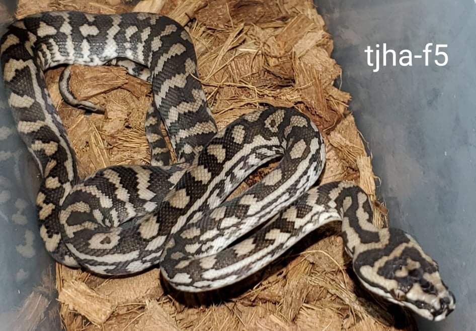 Het Axanthic Coastal Carpet Python by Living legless reptiles - MorphMarket