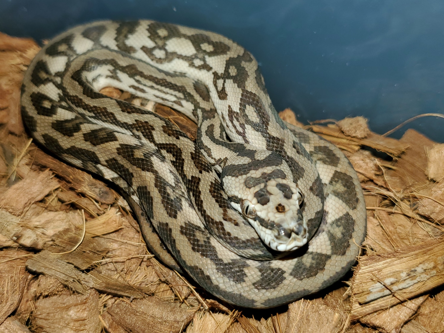 Nova Guinea Carpet Python Other Carpet Python by Living legless ...