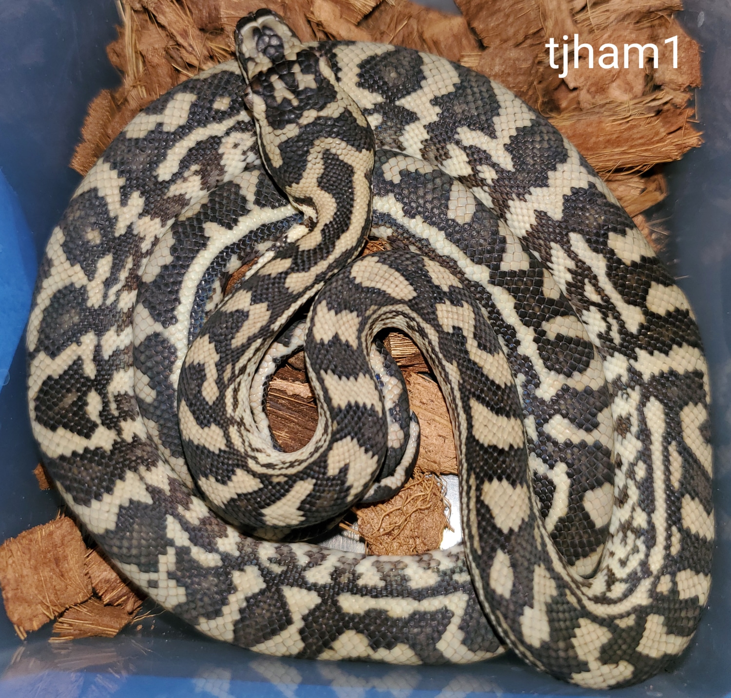 Het Axanthic Coastal Carpet Python by Living legless reptiles - MorphMarket