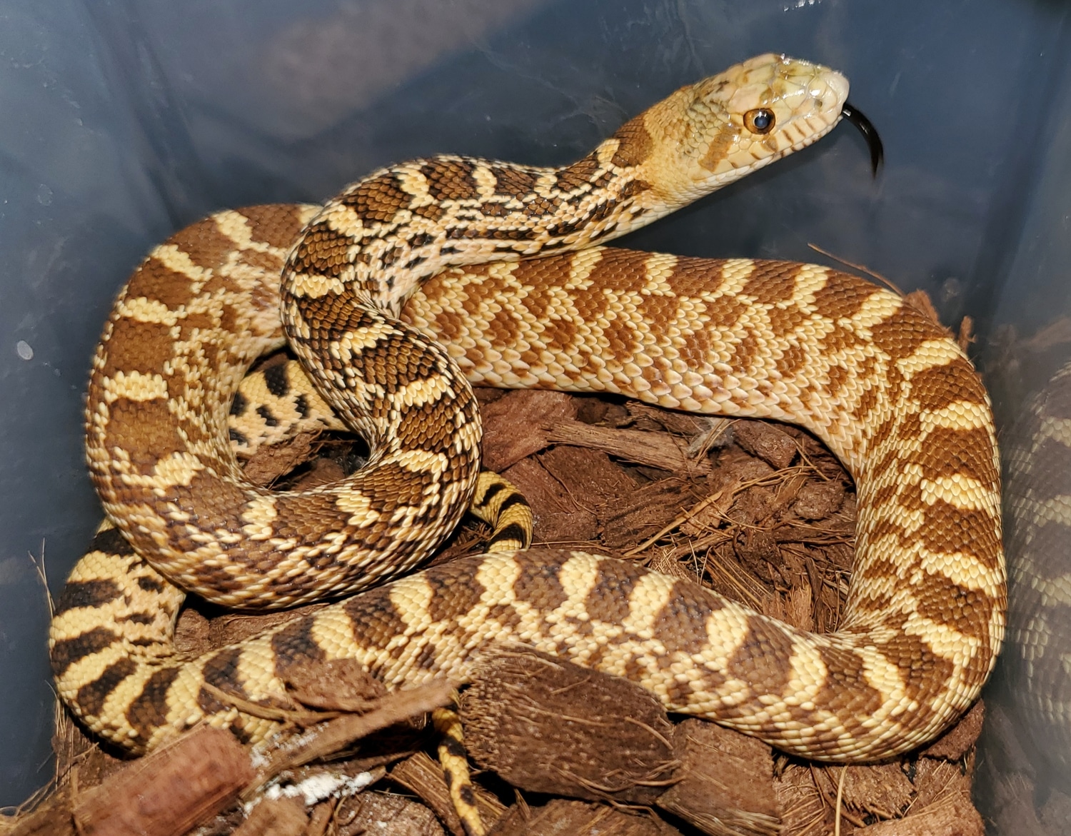 Stillwater Hypo Het Miami Ax Bullsnake by Living legless reptiles ...