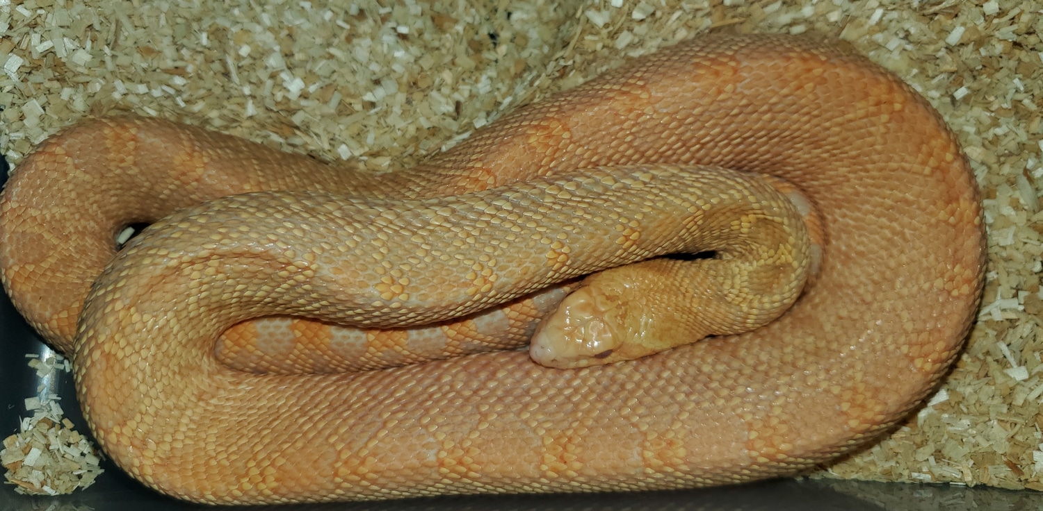 Albino Het Whitesided/trumbower Hypo Bullsnake by Living legless ...