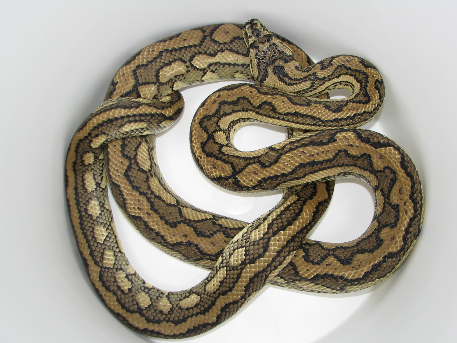 Mpenn Stripe Caramel Coastal Carpet Python by Living legless reptiles ...