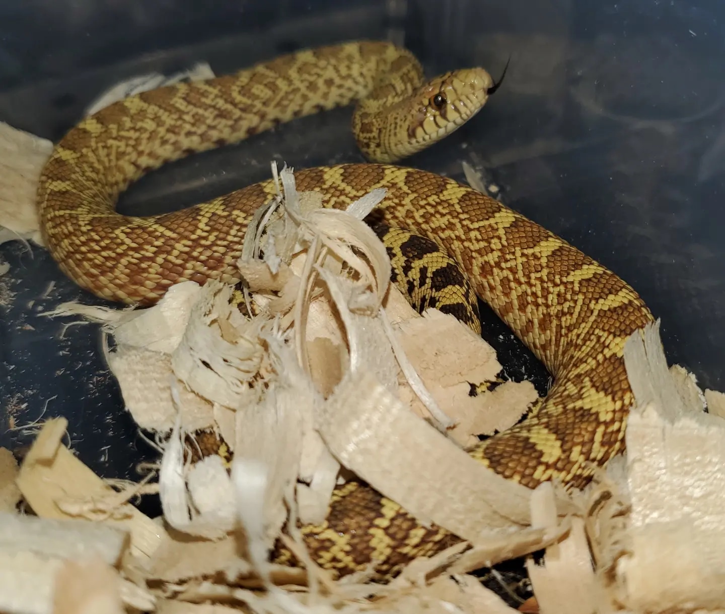 Trumbower Hypo Het Whitesided Bullsnake by Living legless reptiles ...