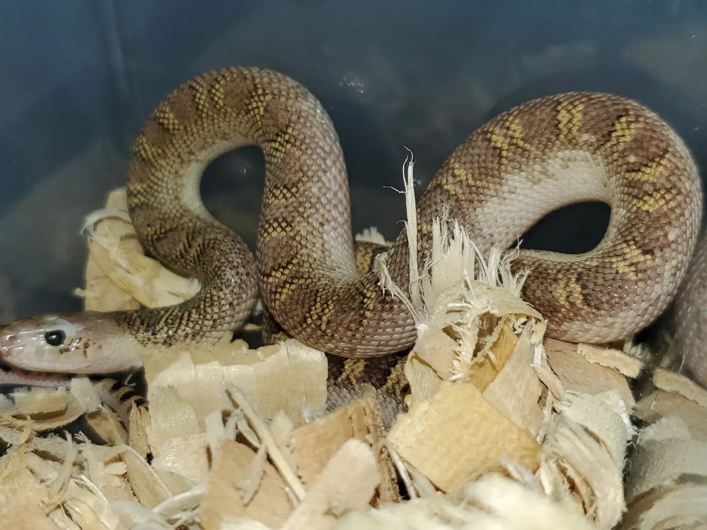 Whitesided 100% Het Trumbower Hypo Bullsnake by Living legless reptiles ...
