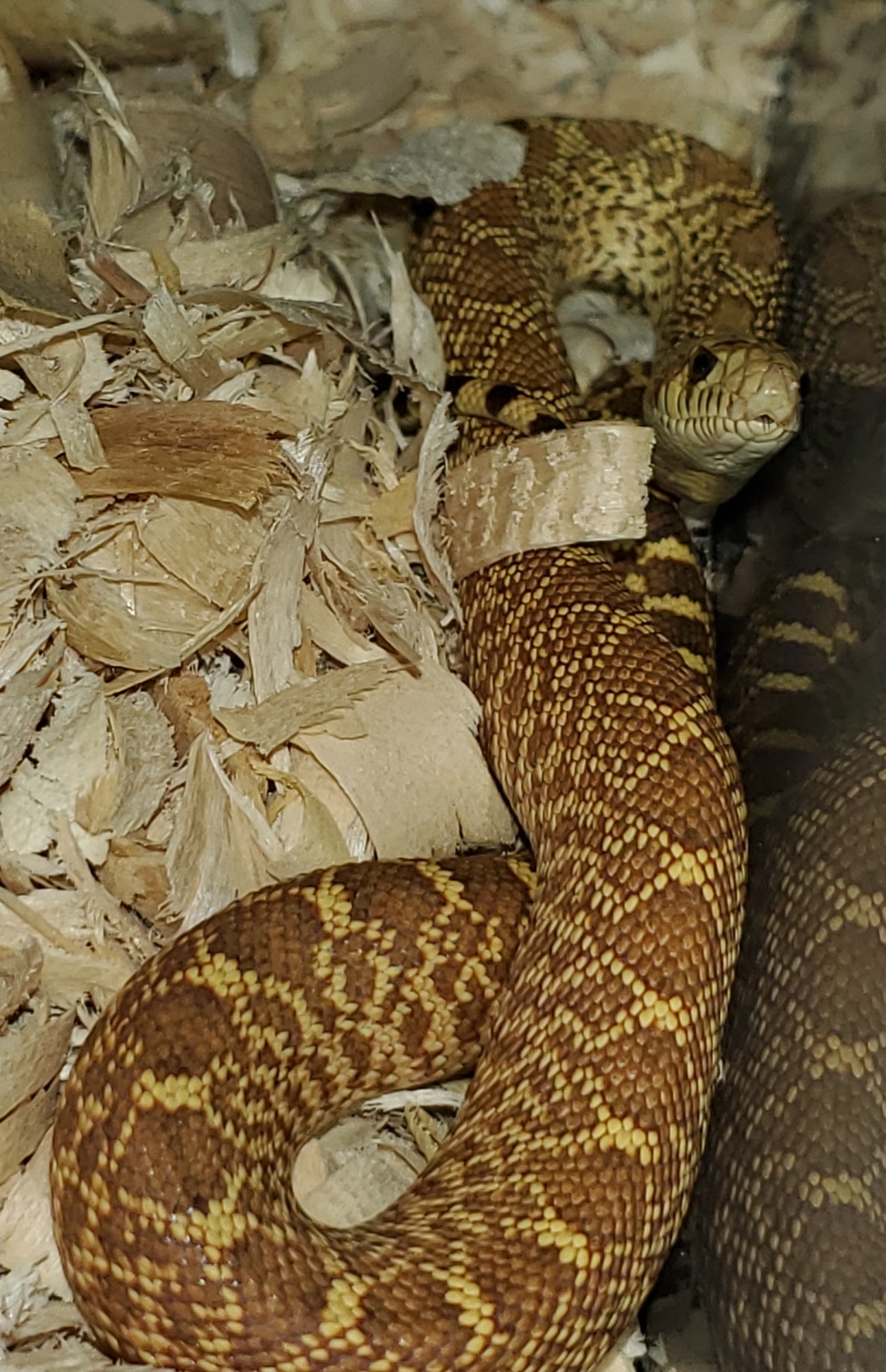 Trumbower Hypo Het Whitesided Bullsnake by Living legless reptiles ...