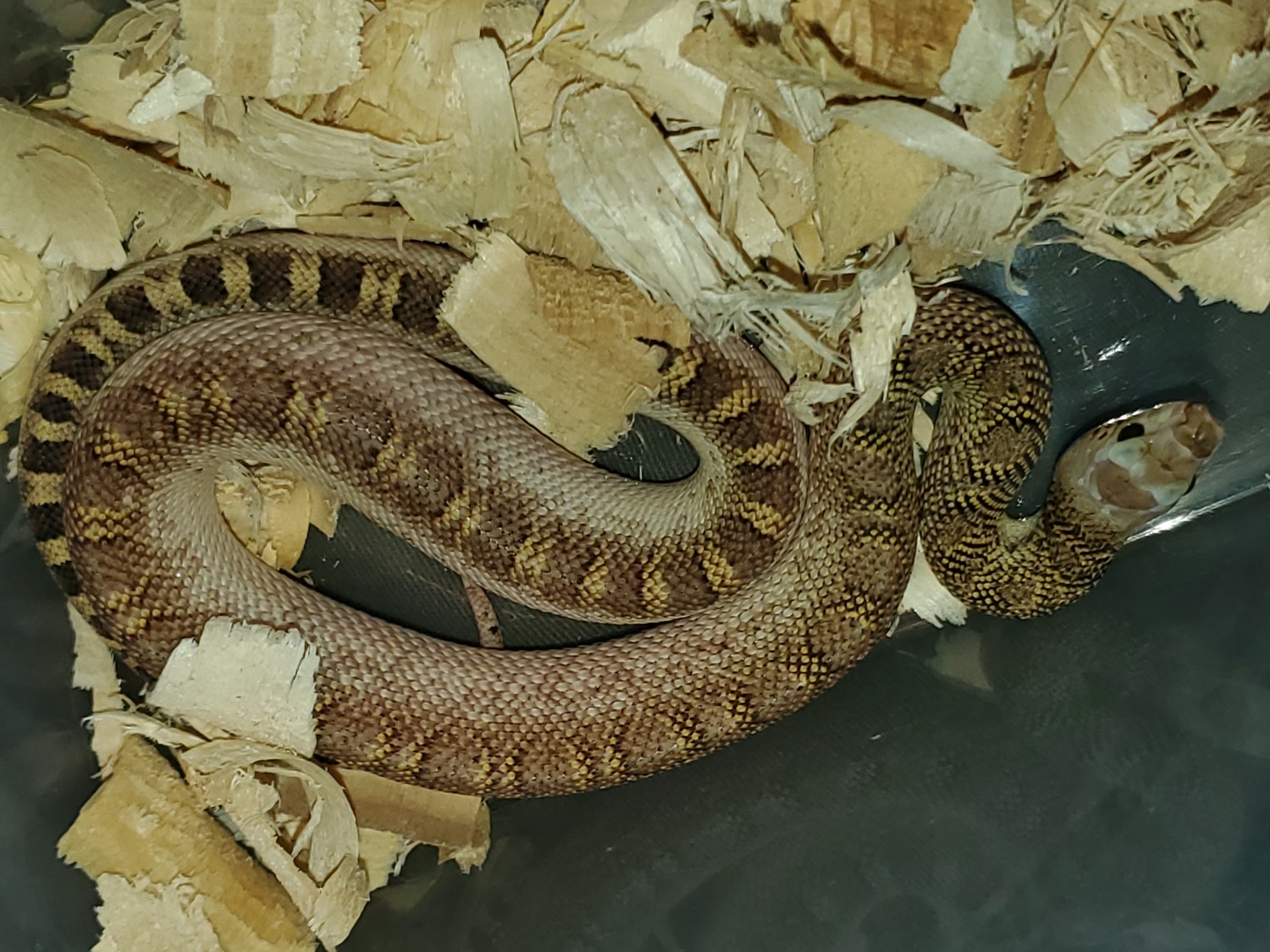 Whitesided 100% Het Trumbower Hypo Bullsnake by Living legless reptiles ...