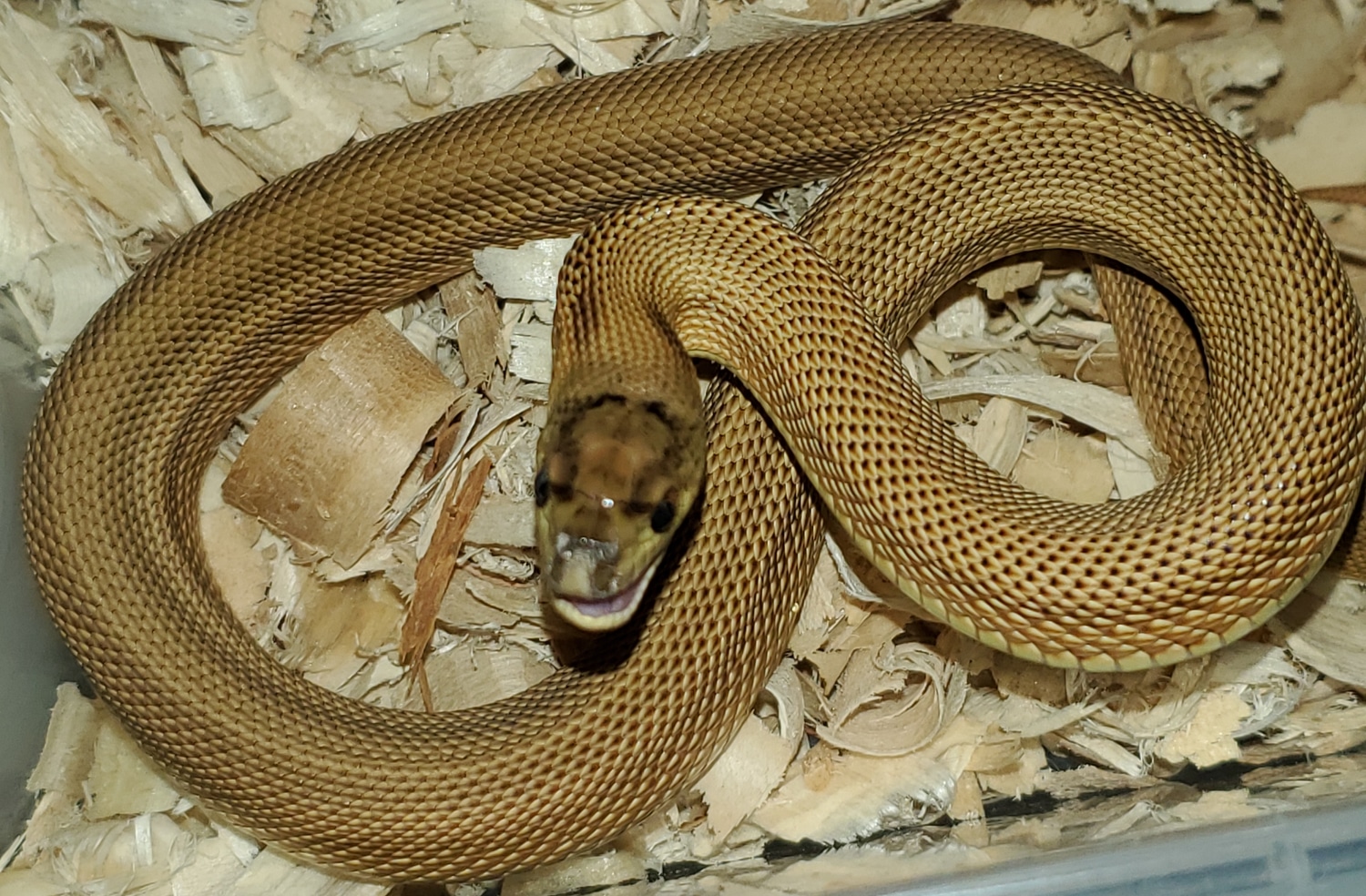 Patternless Het Stillwater Hypo/whitesided Bullsnake by Living legless ...