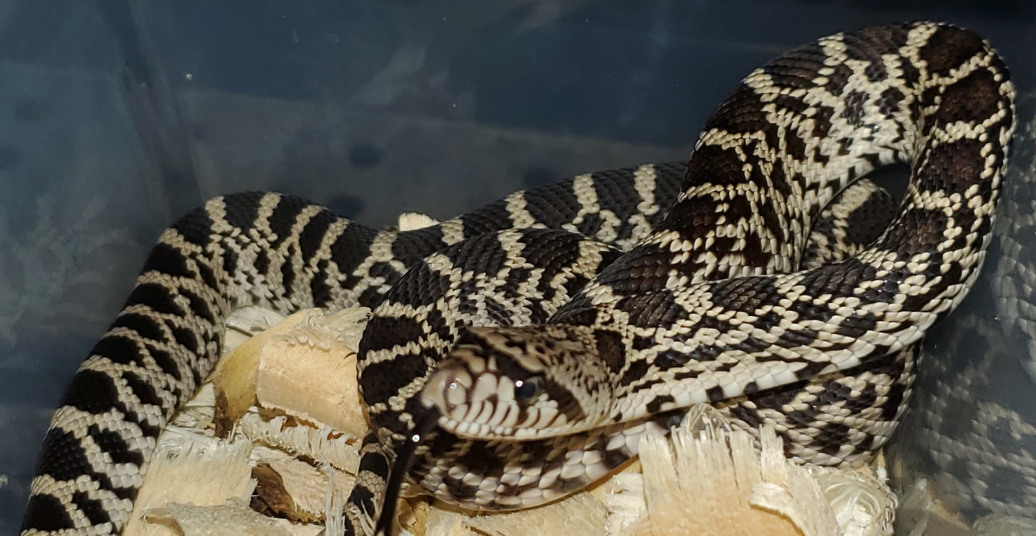 Miami Axanthic Het Stillwater Hypo Bullsnake by Living legless reptiles ...