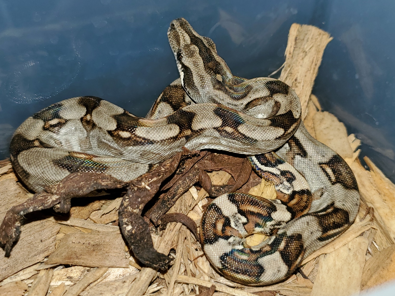 Peruvian Long-tailed Boa Constrictor by Living legless reptiles ...
