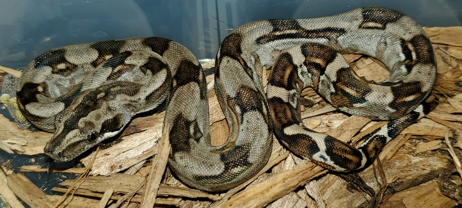 Longtail Boa Peruvian Long-Tailed Boa Constrictor by Living legless ...
