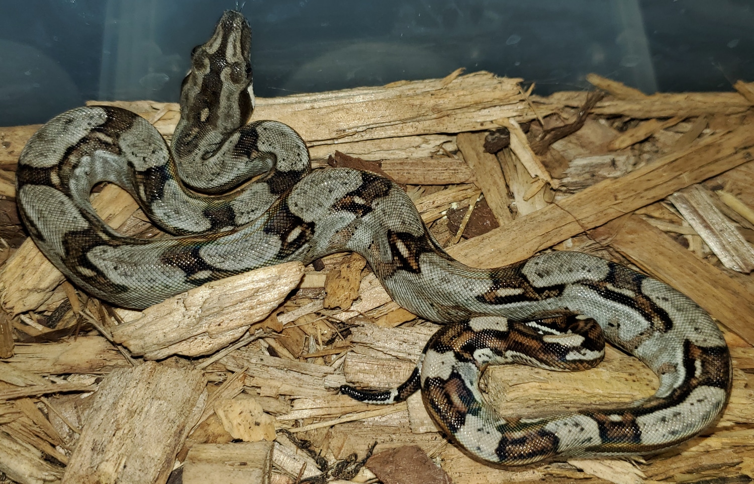 Peruvian Long-tailed Boa Constrictor by Living legless reptiles ...