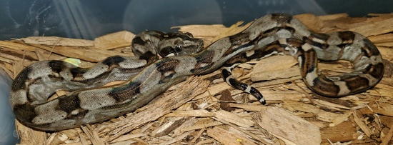Longtail Boa Peruvian Long-Tailed Boa Constrictor by Living legless ...