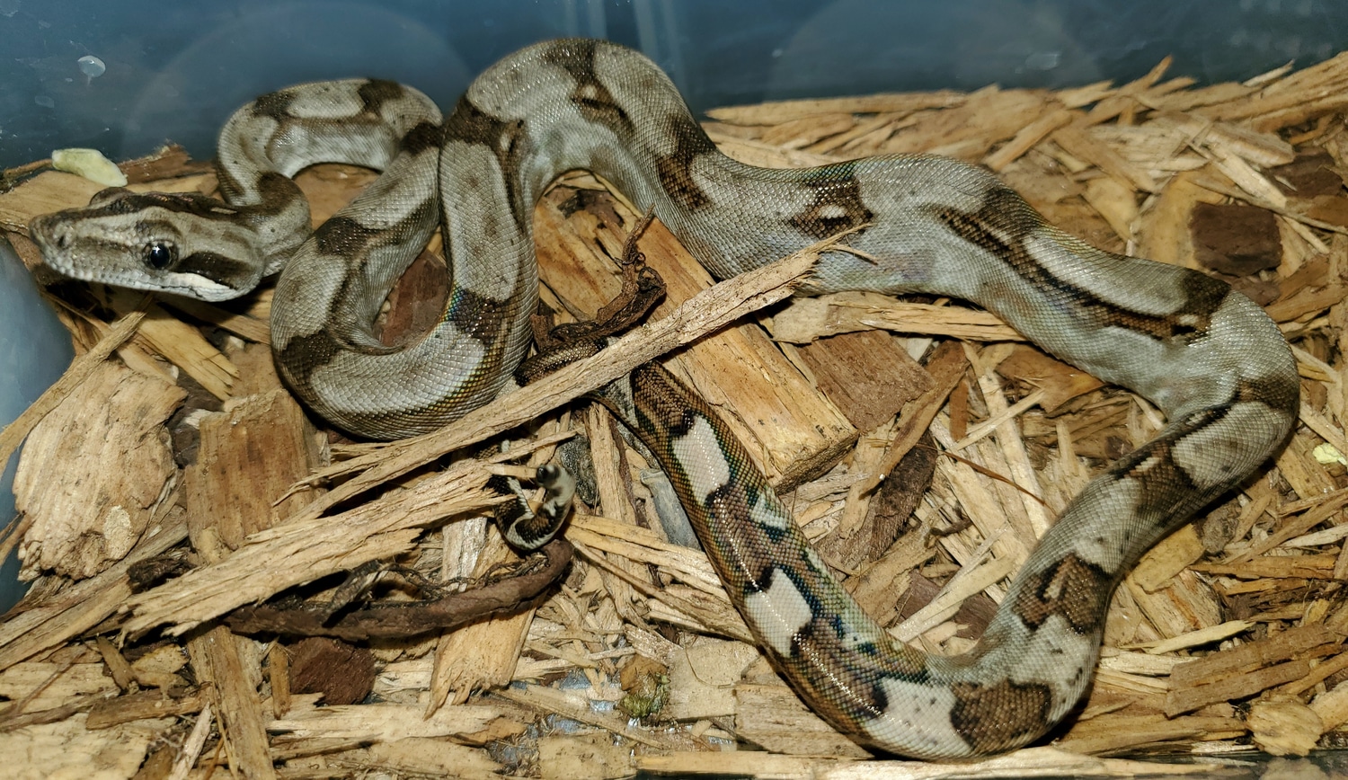 Longtail Boa Peruvian Long-tailed Boa Constrictor by Living legless ...