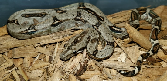 Russo Black Bloodline Longtail Boa Peruvian Long-Tailed Boa Constrictor ...