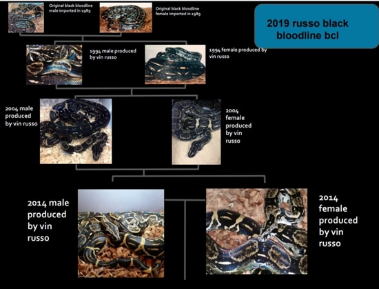 Russo Black Bloodline Longtail Boa Peruvian Long-Tailed Boa Constrictor ...