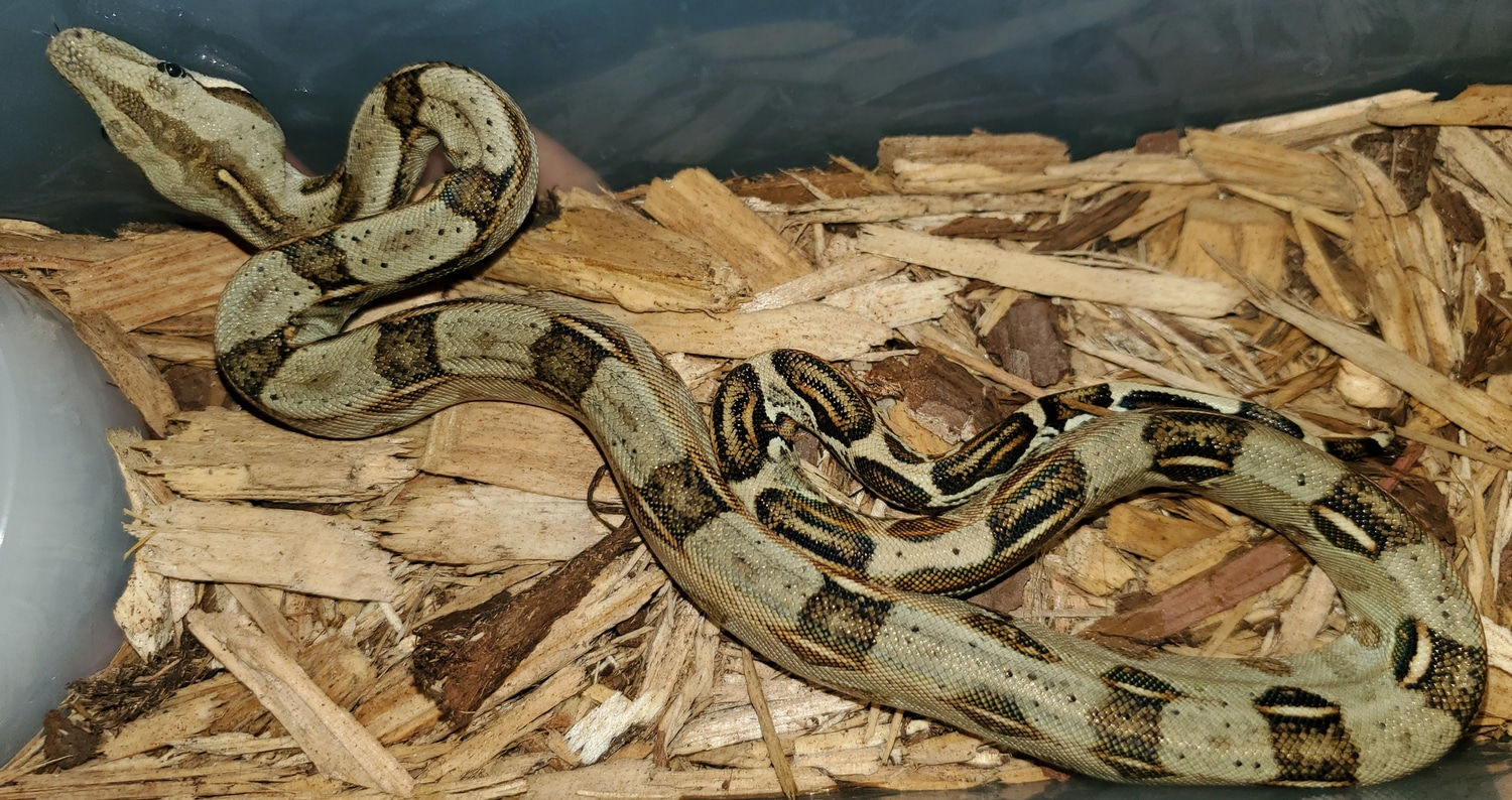 Russo Black Bloodline Peruvian Long-tailed Boa Constrictor by Living ...