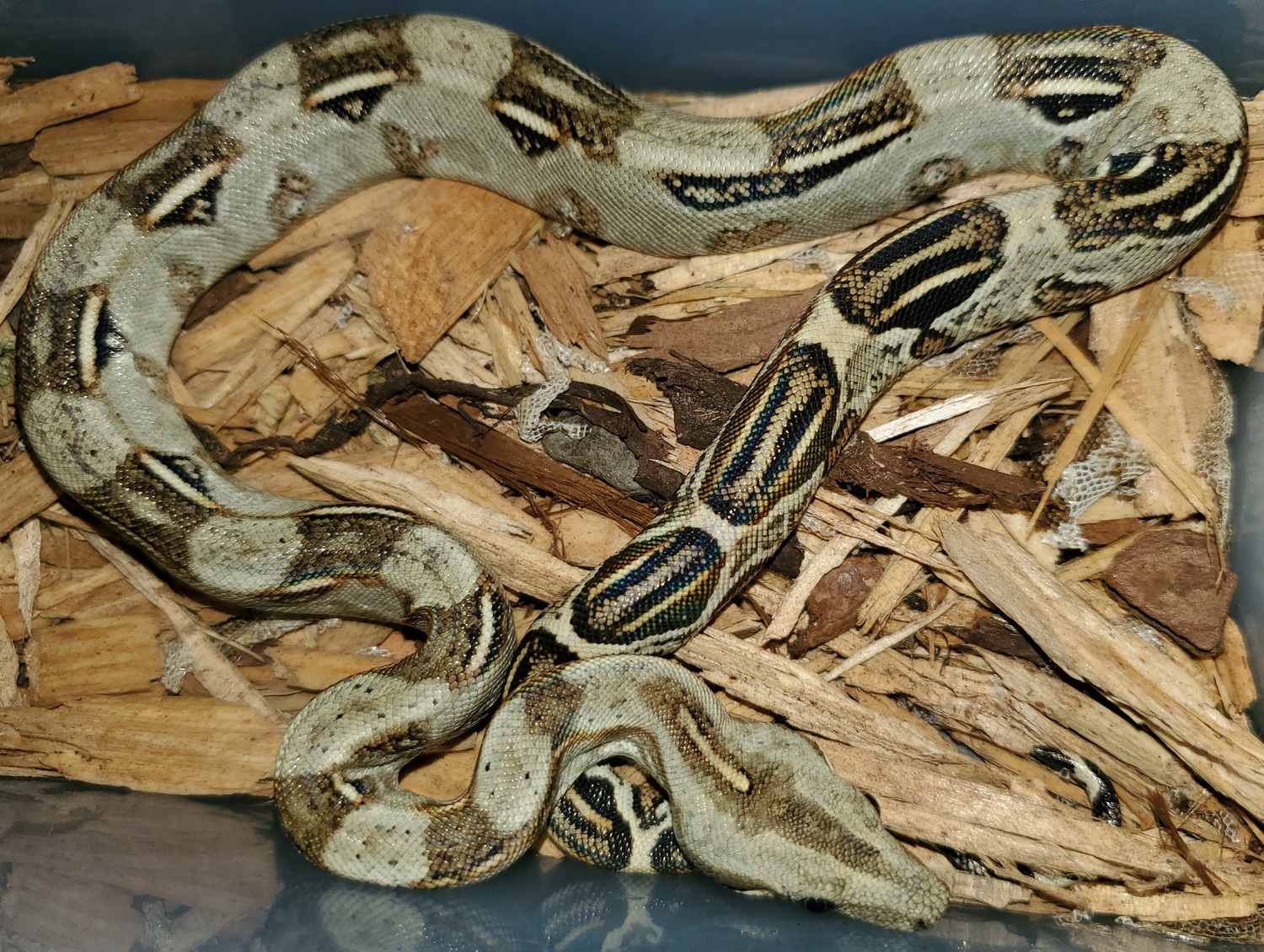 Russo Black Bloodline Peruvian Long-tailed Boa Constrictor by Living ...