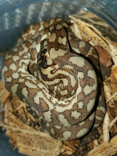 Caramel Coastal Coastal Carpet Python by Living legless reptiles