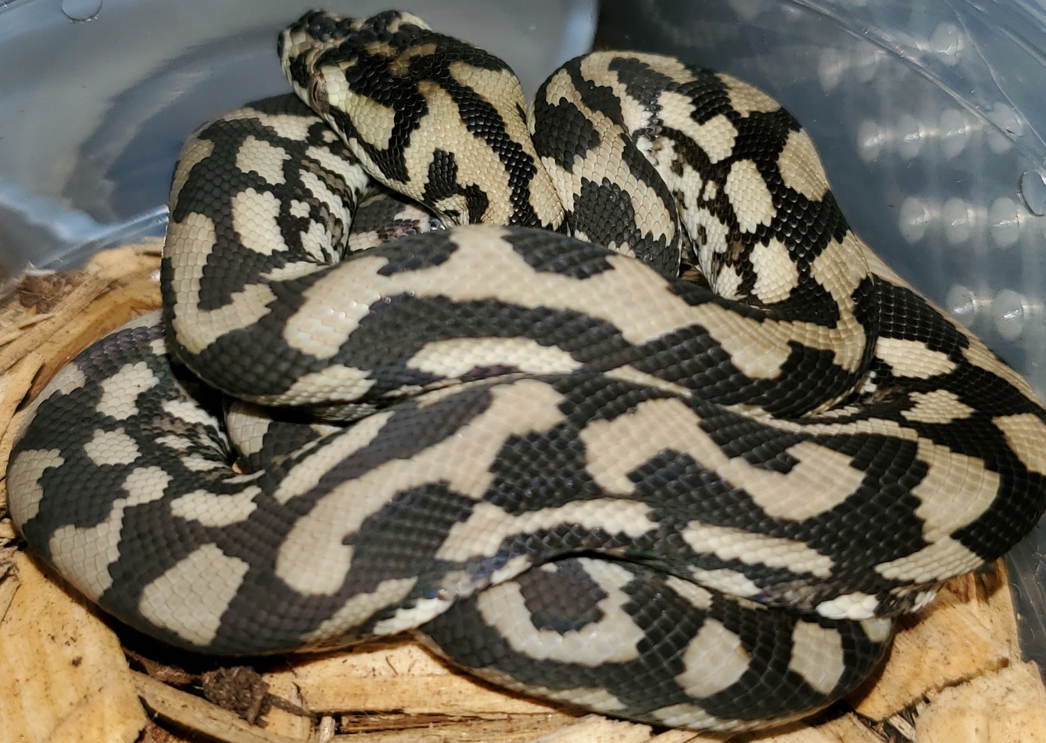 Striped Coastal Carpet Python by Living legless reptiles - MorphMarket