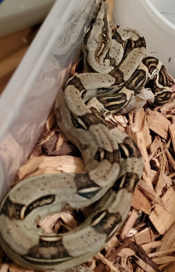 Russo Black Bloodline Longtail Boa Peruvian Long-Tailed Boa Constrictor ...