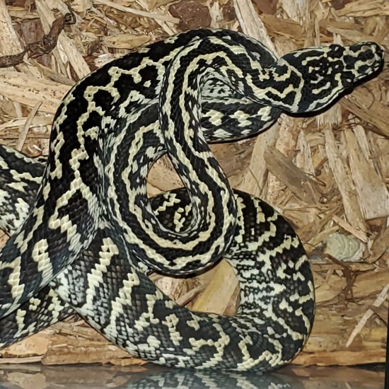50% Ivory Zebra Jungle Carpet Python by Living legless reptiles