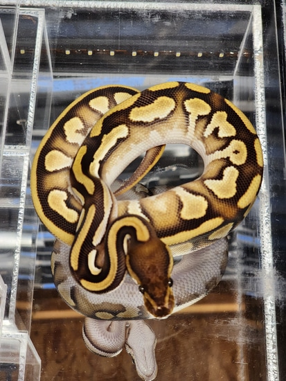 OD Mojave Het Hypo & G-stripe Ball Python by Livingston, LLC