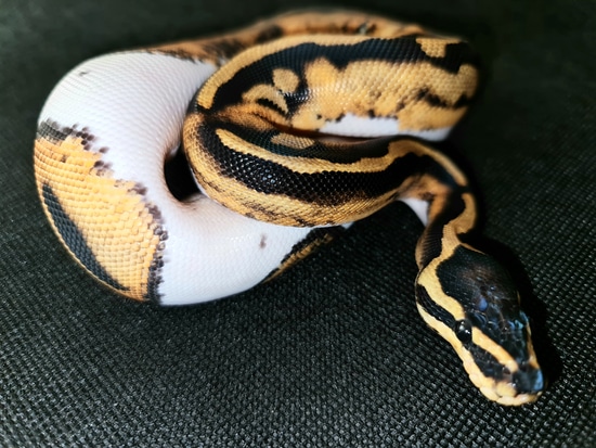 Pied Female Ball Python by Livingstonroyalpythons.