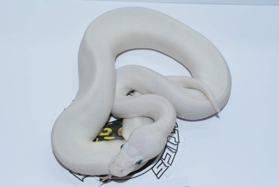 BEL (Lesser, Mojave) Ball Python by Balls Deep Exotics