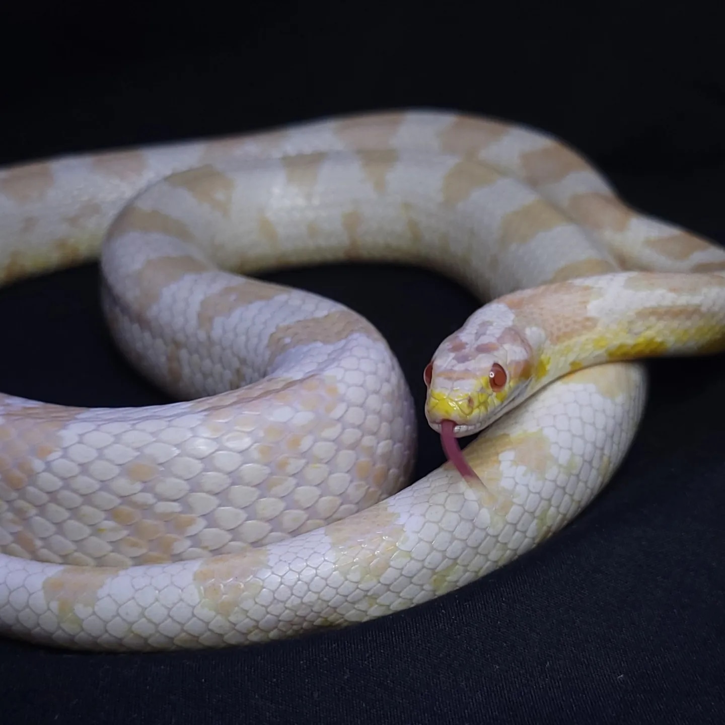 Snow Corn Snake by Liv's Critters - MorphMarket
