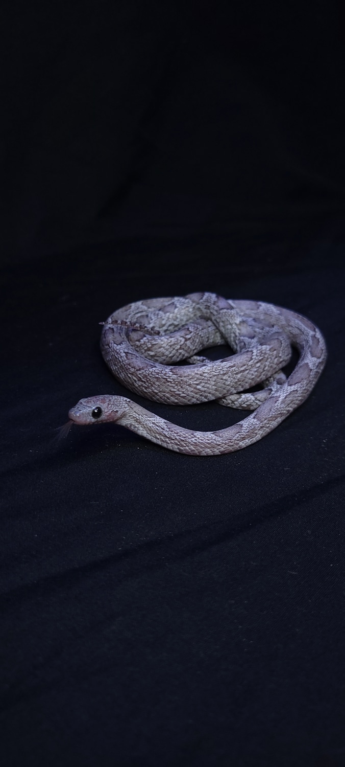 2020 Shatter Female Corn Snake by Liv's Critters - MorphMarket