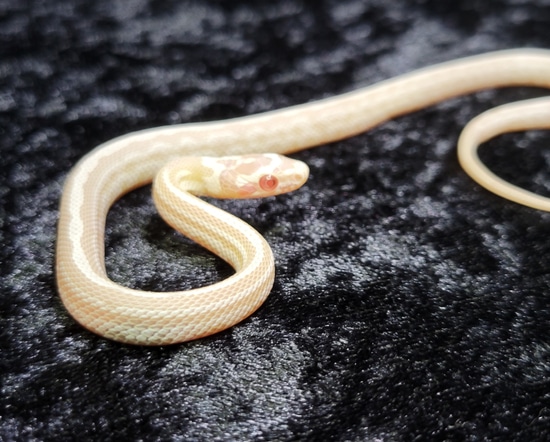 2023 Snow Tessera Female Corn Snake by Liv's Critters