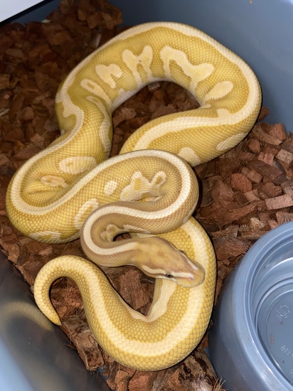 Mango Ball Python by Pereira’s Pythons