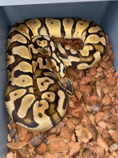 Orange Dream Pastel Ball Python by Pereira’s Pythons