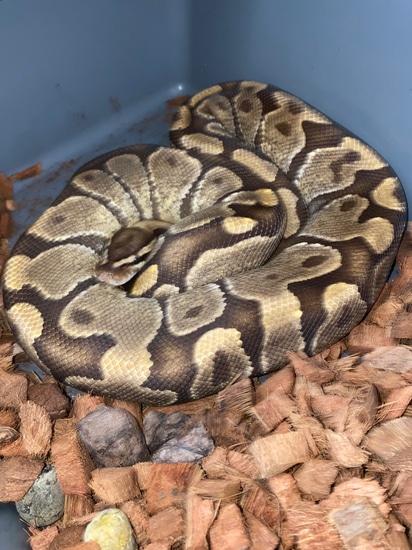 Normal Het Hypo Ball Python by Pereira’s Pythons
