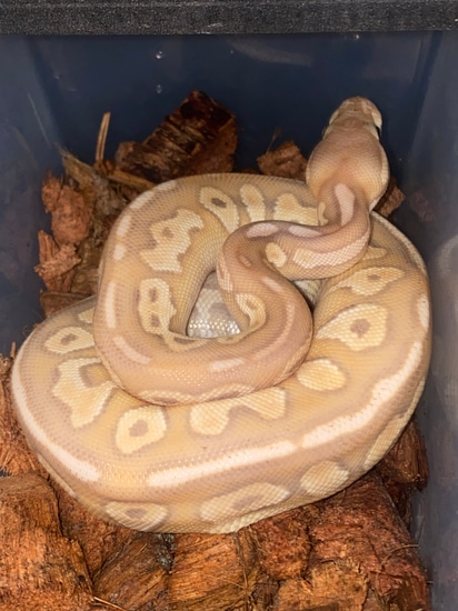 Lesser Banana Pos Calico Ball Python by Pereira’s Pythons
