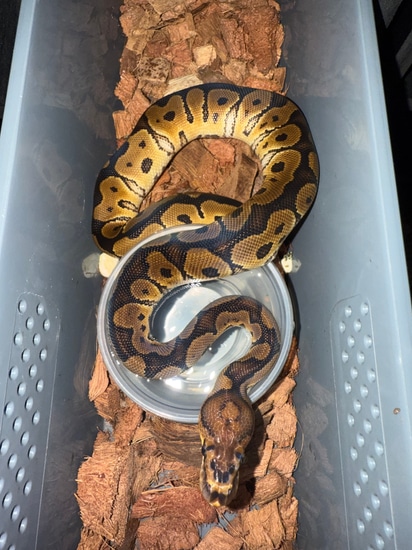 Clown, Blade Ball Python by Pereira’s Pythons