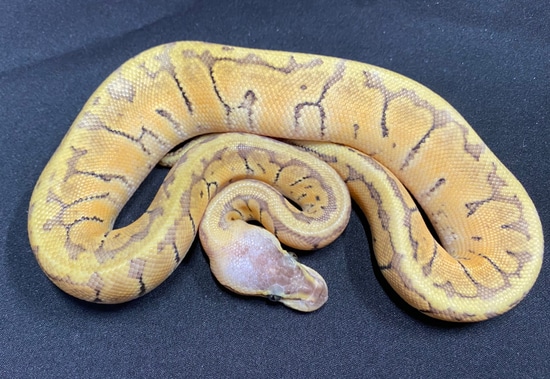 Superblast Pos Fire Ball Python by #ballin