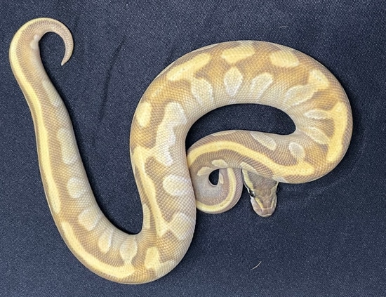Orange Ghost Enchi Lesser Ball Python by #BALLIN