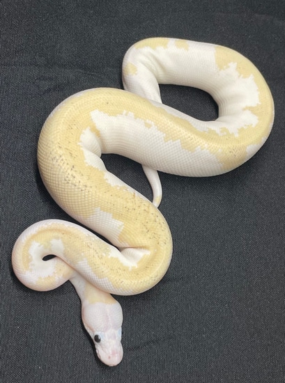 Super Sulfur Ball Python by #BALLIN