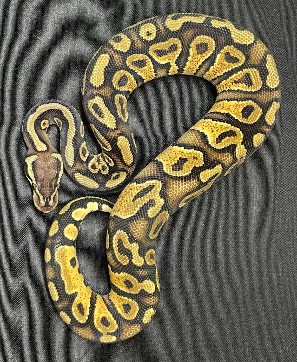 Asphalt Pastel Ball Python by #ballin - MorphMarket