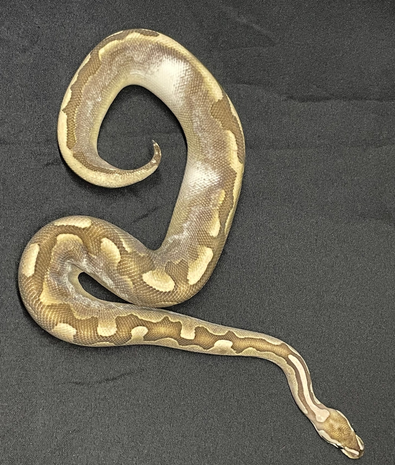 Bamboo Calico Leopard Ball Python by #ballin - MorphMarket