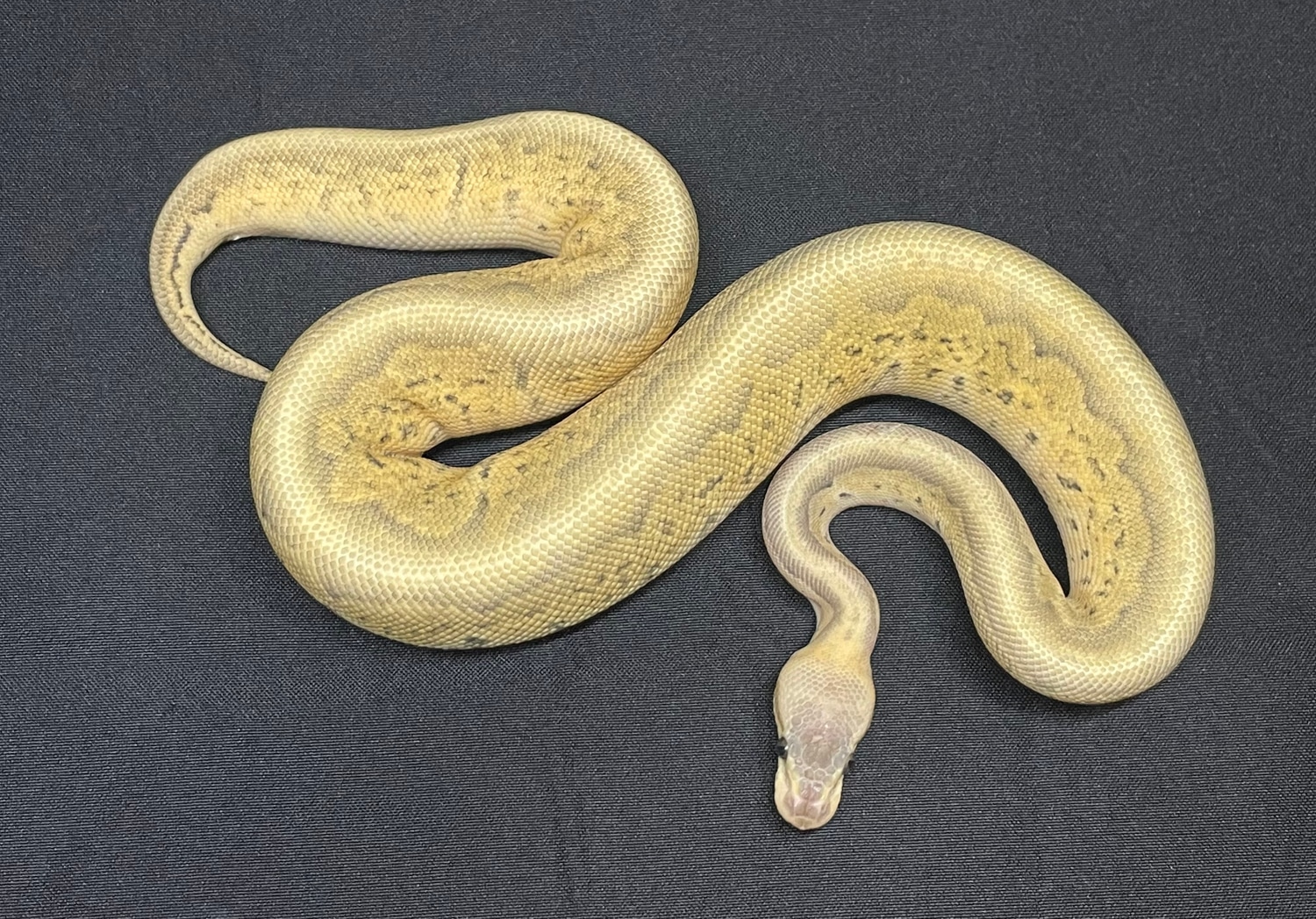 Blackhead Ghost Lemonblast Ball Python by #ballin - MorphMarket