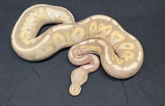 Banana Cinnamon Calico Ball Python by #BALLIN