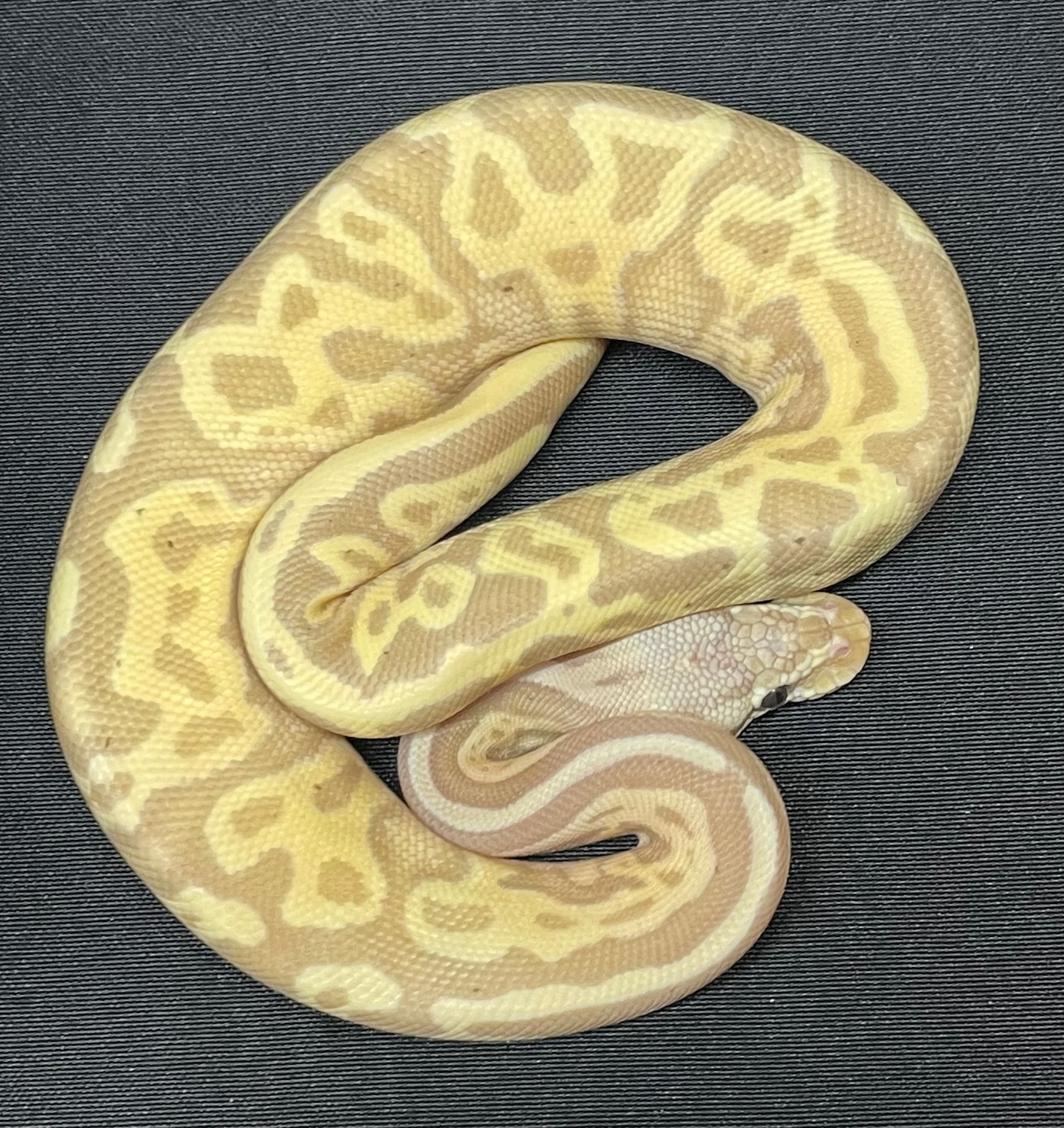 Banana Leopard Pastel Ball Python by #ballin - MorphMarket